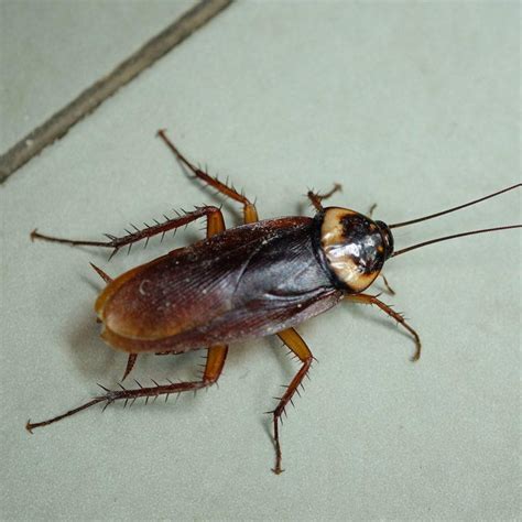 Cockroach Facts Types Diet Reproduction Classification Pictures