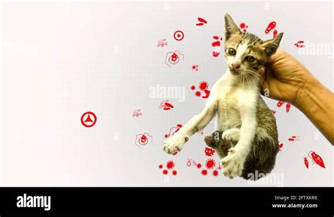 Pathogen Analysis Stock Videos And Footage Hd And 4k Video Clips Alamy