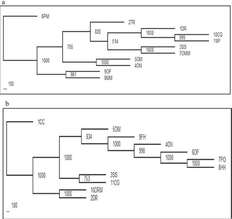 A A Molecular Phylogenetic Tree Based On Partial Nucleotide Sequences