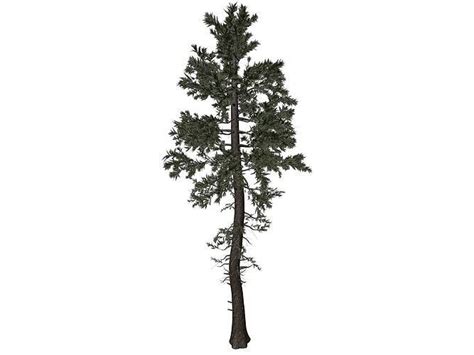 Douglas Fir Tree 02 3d Model Cgtrader