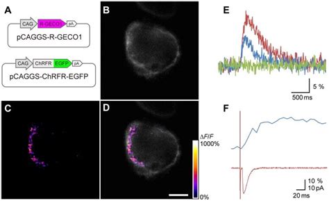 Schematic Structures Of Injected Plasmid Vectors Pcaggs Chrfr Egfp