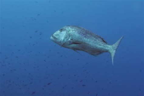 The 30 Most Common Mediterranean Sea Fish