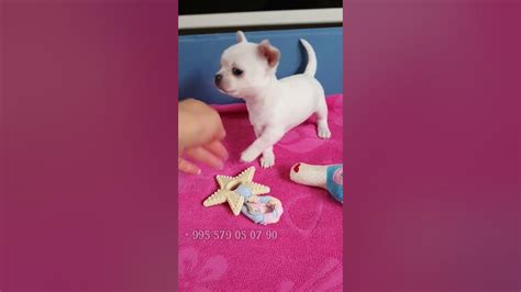 Lიყიდება მინი ჩიხუახუას ლეკვი Fci Fcg საბუთებით Youtube