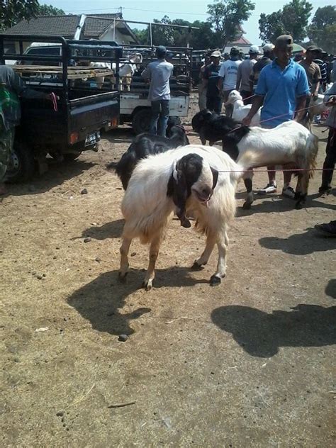 Harga Kambing Terbaru Untuk Semua Jenis Tahun Ini Budidaya Dan Perawatan Untuk Bisnis