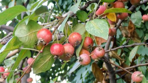Árboles Frutales Que Puedes Cultivar En La Cdmx Gastrolab