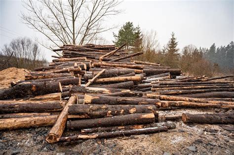 Premium Photo Log Spruce Trunks Pile Sawn Trees From The Forest