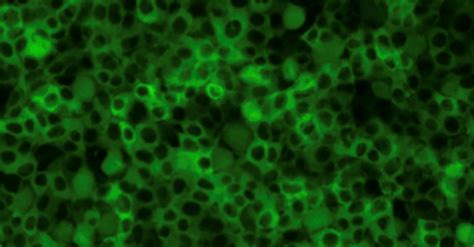 Agilent Cell Analysis On Linkedin Biosensors For Cell Signaling Tips And Tricks On How To