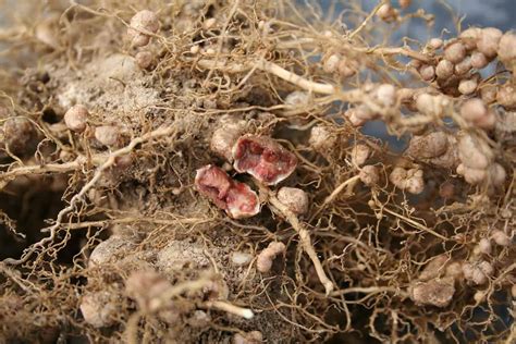 Biological Nitrogen Fixation In Legumes Legumehub Eu