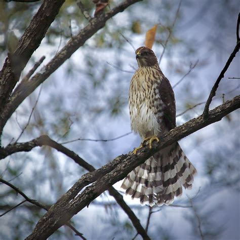 Coopers Hawk Beautiful Tail Feathers Jane A Mcintosh Flickr