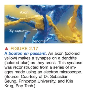 Neuro 3000 Midterm 1 Flashcards Quizlet
