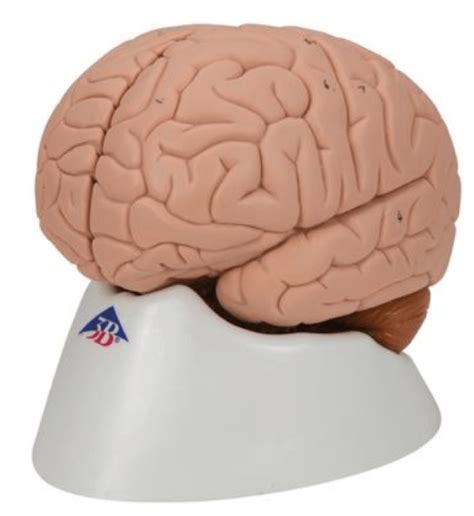 B Scientific Modèle anatomique de cerveau DocCheck Shop
