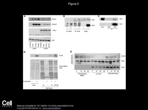 Wip1 Phosphatase Modulates Atm Dependent Signaling Pathways Ppt Download