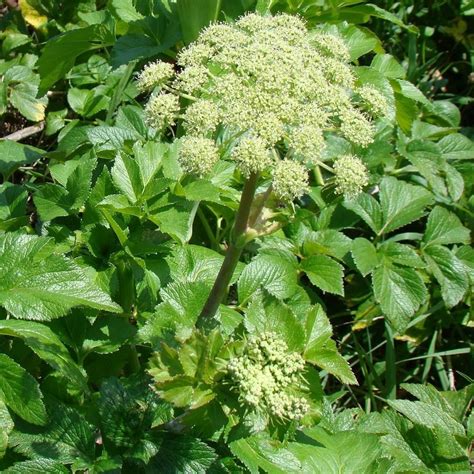 Коментари коментари | Planting herbs, Angelica herb, Plants