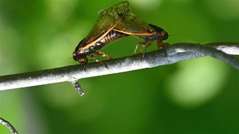 Maybe Take A Page From The Hyper Sexual Zombie Cicadas This Spring