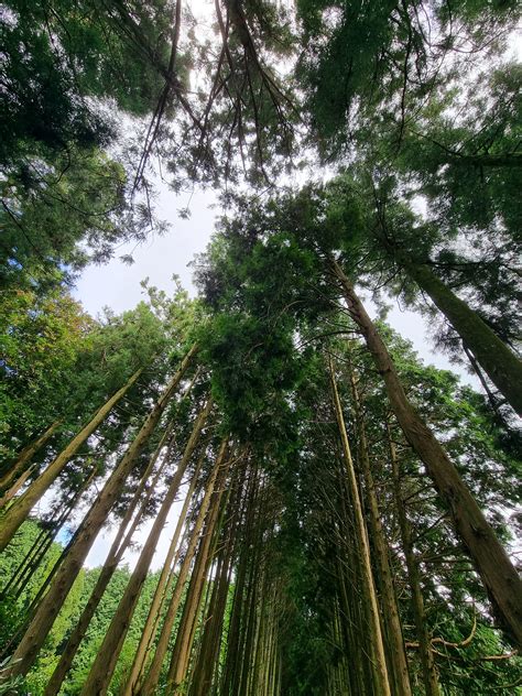 Tailscale 설치 및 설정 ubuntu windows