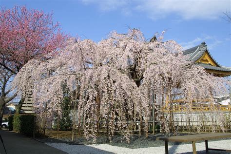 子育てするならふじみ野市 住むなら、埼玉。移住・定住情報 埼玉県