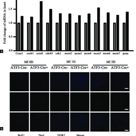 Cardiac Fibroblast Specific Atf3 Promotes Myocardial Repair A And B
