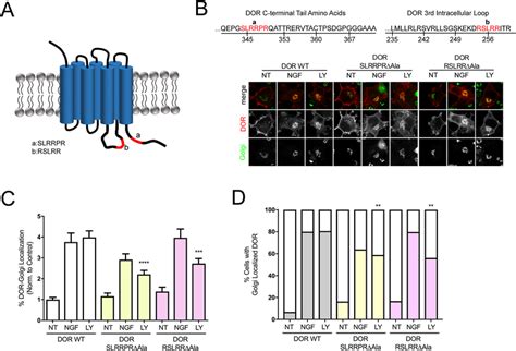 Diarginine Motifs In The Third Intracellular Loop And C Terminal Tail Download Scientific