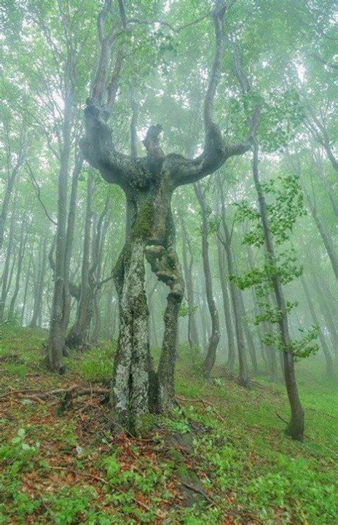 Tree Im No Tree Im An Ent Treebeards My Name R Lotrmemes