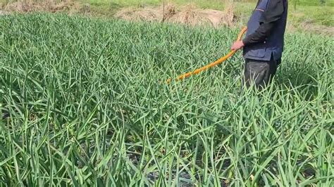 홍산마늘 물주기 23년 04월 13일 Youtube