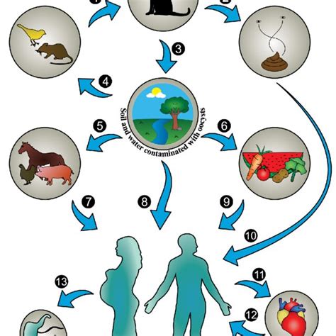 Infectious Forms Of Toxoplasma Gondii A Oocysts Sporulated B