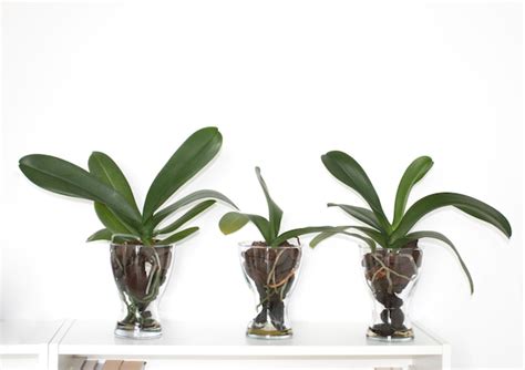 Premium Photo Three Orchids Without Flowers On A Shelf