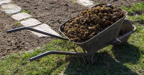 Fumier De Cheval Au Jardin Utilisations Avantages Conseils Paroles De Jardiniers