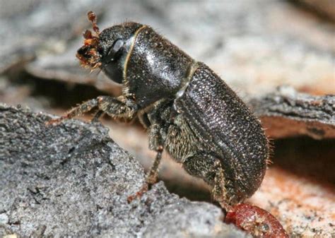 Pine Beetle Identification Life Cycle Facts And Pictures