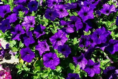 7 ไม้ดอกทนแดด สร้างสีสันให้บ้านในวันร้อนๆ