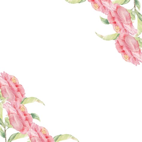 Camellia Flower Hd Transparent Pink Camellia Watercolor Flower Border