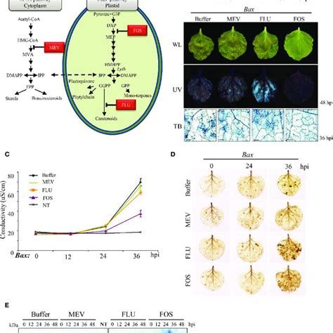 Mep Pathway Is Involved In Bax Mediated Pcd A Isoprenoid Biosynthesis