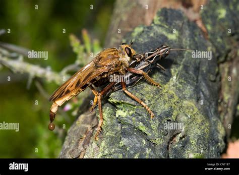 A Hornet Robber Fly With Grasshopper Prey At Thursley Common National