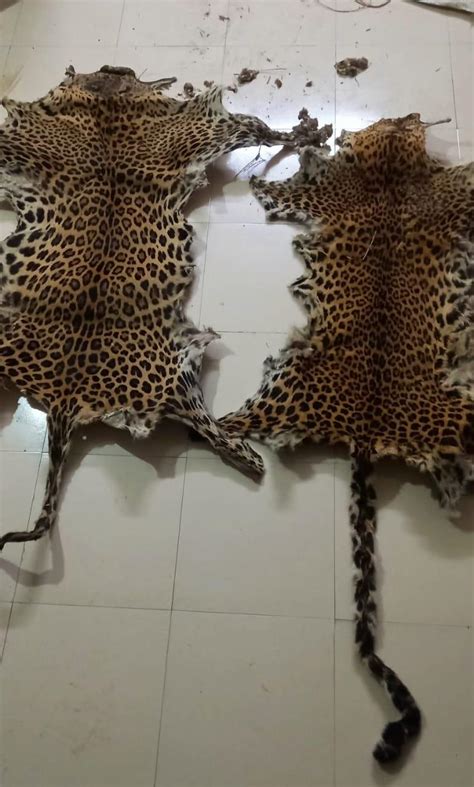 Leopard Skins Seized In Odisha Village One Arrested