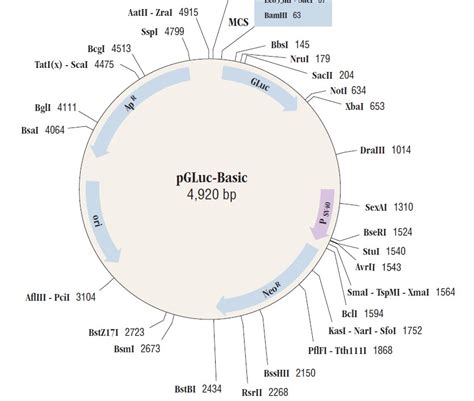 Pgluc Basic质粒图谱、载体图谱、序列、价格、抗性、测序引物、大小等信息生物风载体