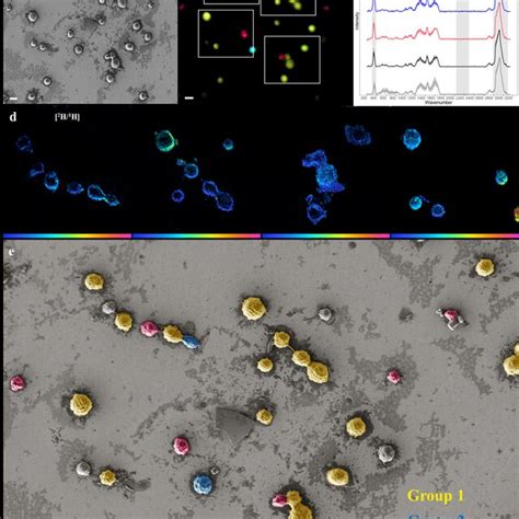 Correlative Microscopy Analysis Of Mmb A Sem Image Of Magnetically Download Scientific