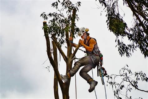 Sponsored Love North Shore Tree Removal A Step By Step Guide For Homeowners