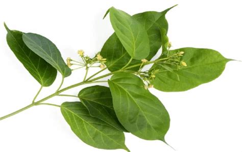 Green Gymnema Sylvestre Extract Packaging Type Packet Grade