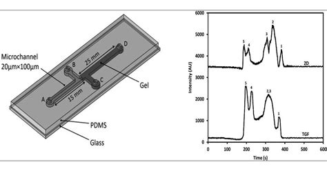 Microfluidic Two Dimensional Separation Of Proteins Combining