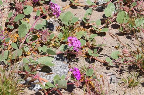 California Wildflower Series Purple Desert Sand Verbena Flowers