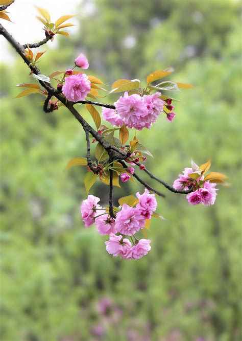 三朵小花争芬夺艳，散发出阵阵的清香动图网