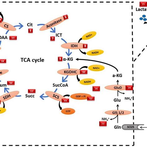 Schematic Summary Of Intracellular Glutamine Metabolism Glutamine Is Download Scientific