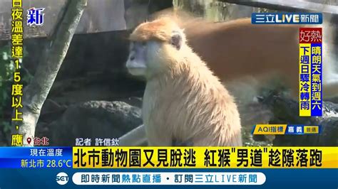 台北市立動物園又爆脫逃案！ 紅猴趁門栓沒扣緊開大門落跑 動物園管控曝漏洞｜主播 李文儀｜【新聞16說清楚】20210316｜三立