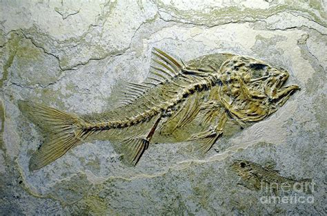 Fish Fossil By Science Photo Library
