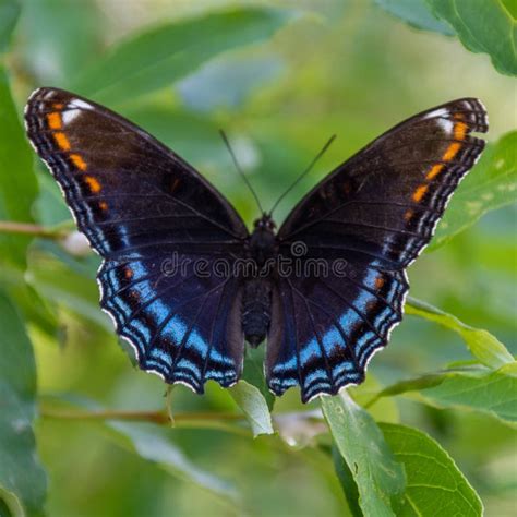 Limenitis Arthemis Astyanax Stock Image Image Of Limenitis Arthemis