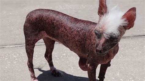 КИТАЙСКАЯ ГОЛАЯ ХОХЛАТАЯ Собачка Жизнь до старости Chinese Crested