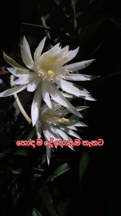 මහ රෑ බුදු පුදට ආ සුන්දර කඩුපුල් 🌼 Trendingshorts Motivation Religion
