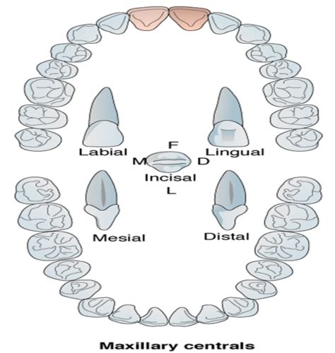2 Incisors Flashcards Quizlet