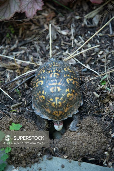 Box Turtle Eggs