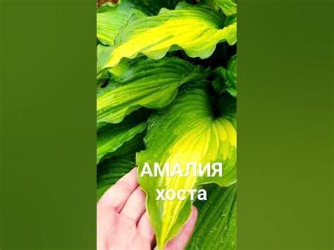 хоста Амалия купить Воронеж #хосты #цветыворонеж #ландшафтныйдизайн # ...
