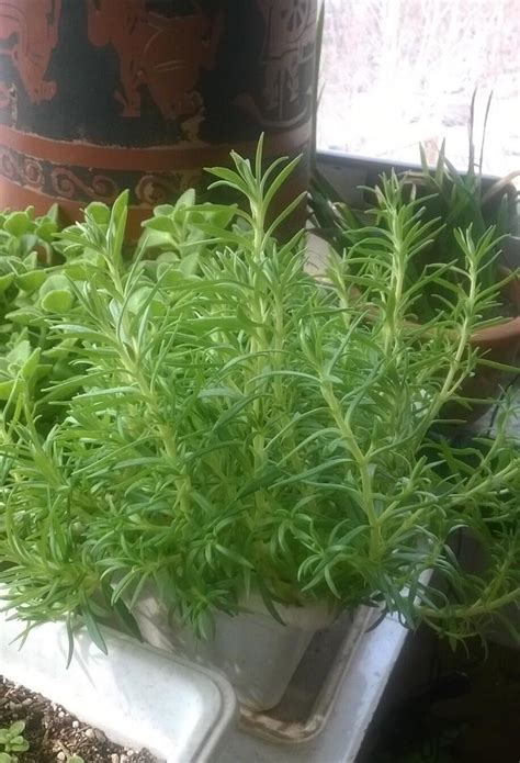 迷迭香怎麼養隨手扦插1個枝條能養出10盆葉芳香花漂亮 每日頭條